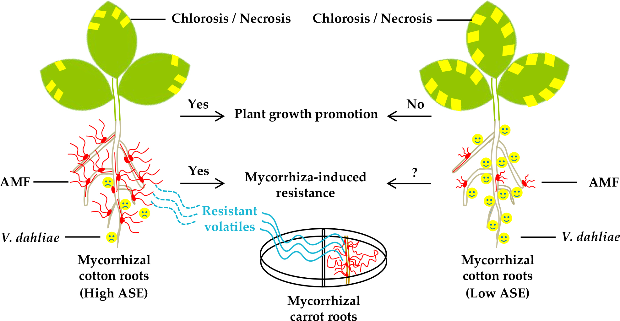 IJMS | Free Full-Text | Improvement of Verticillium Wilt Resistance by ...