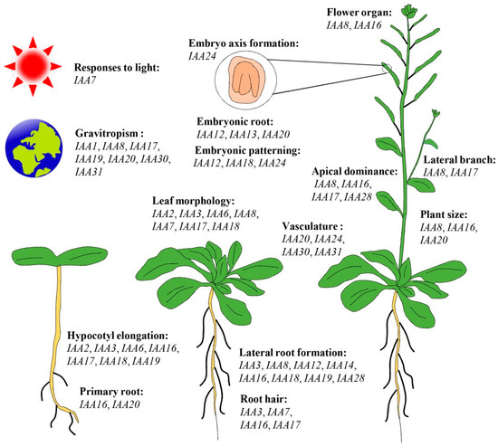 IJMS | Special Issue : Auxin