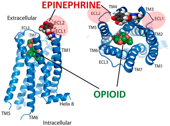 IJMS | Free Full-Text | Adrenergic Agonists Bind to Adrenergic-Receptor ...