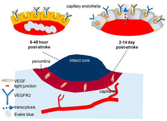 VEGF Signaling in Neurological Disorders