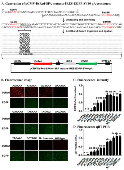 Useful Bicistronic Reporter System for Studying Poly(A) Site-Defining ...
