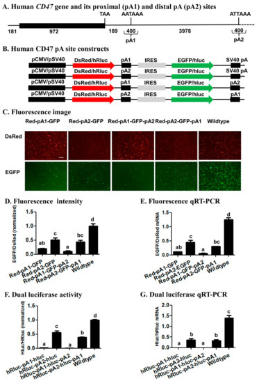 Useful Bicistronic Reporter System for Studying Poly(A) Site-Defining ...