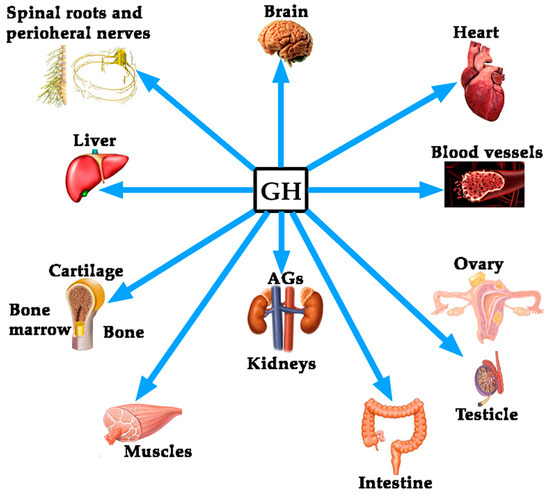 Growth Hormone (GH) and Cardiovascular System