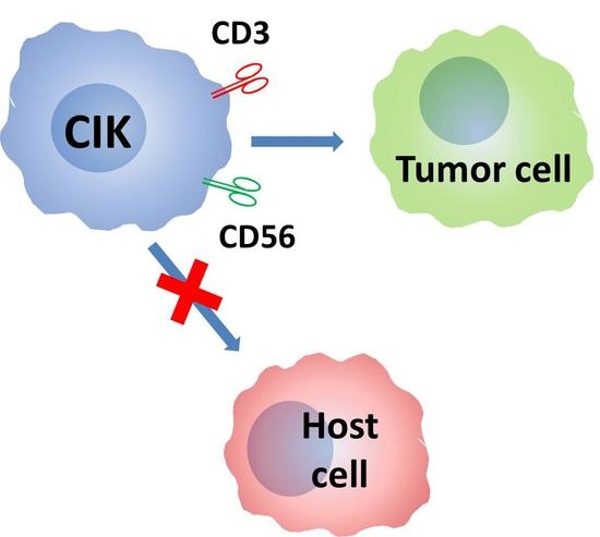 IJMS | Free Full-Text | Innovative Clinical Perspectives for CIK Cells ...