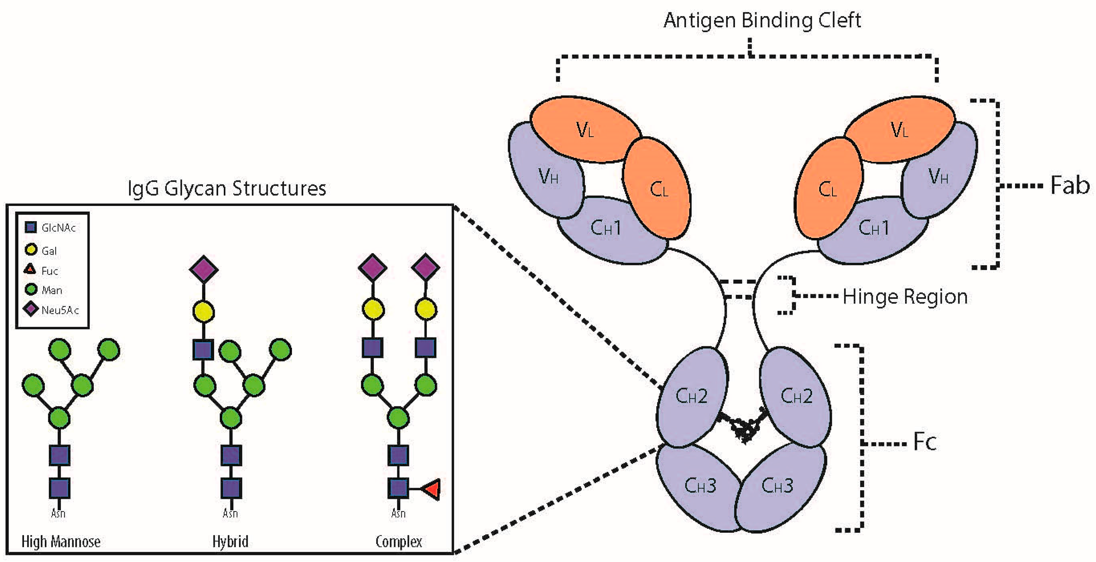 Unravelling Immunoglobulin G Fc N-Glycosylation: A Dynamic Marker Potentiating Predictive ...