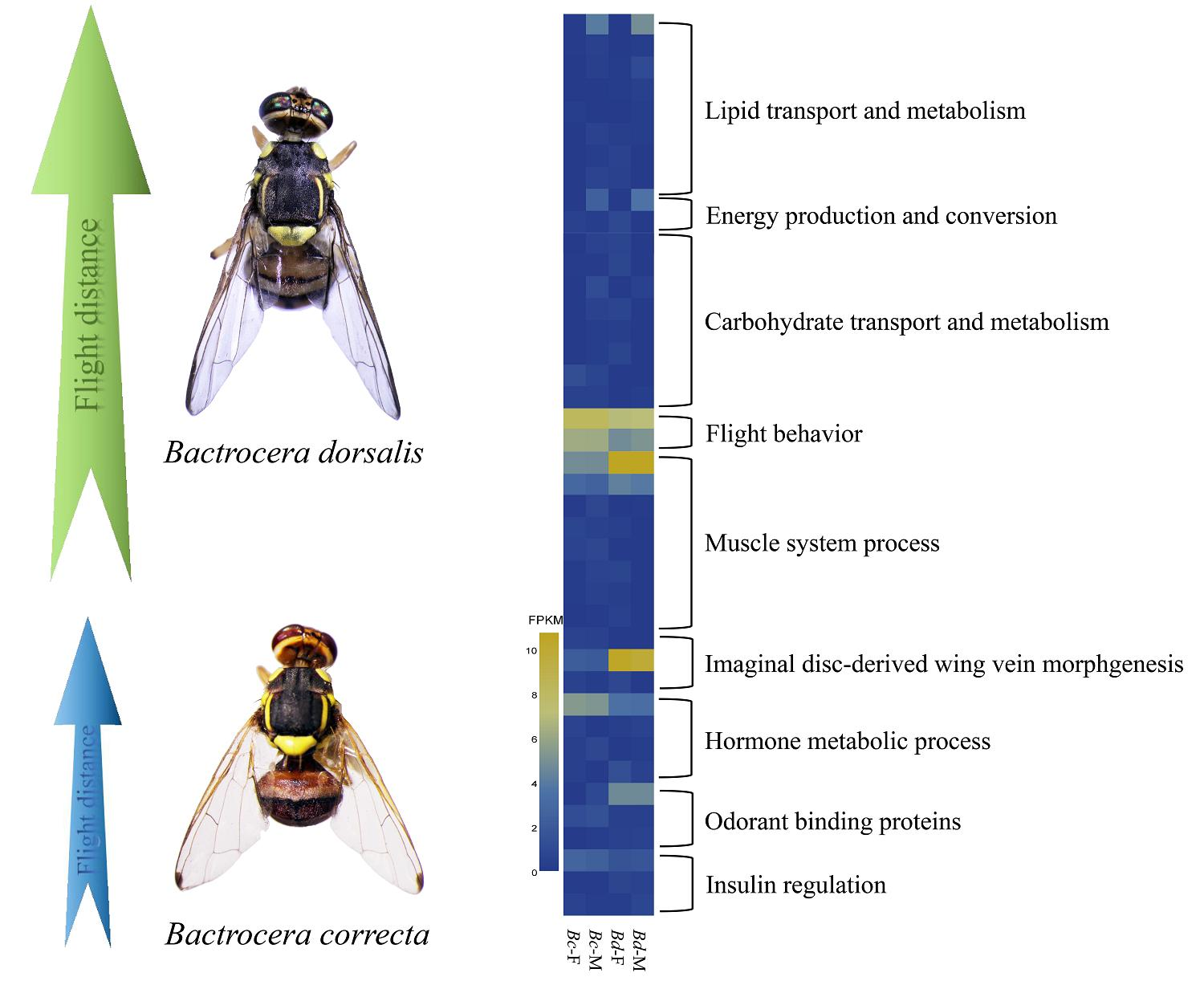 IJMS | Free Full-Text | Comparative Transcriptome Analyses Uncover Key Candidate Genes Mediating ...