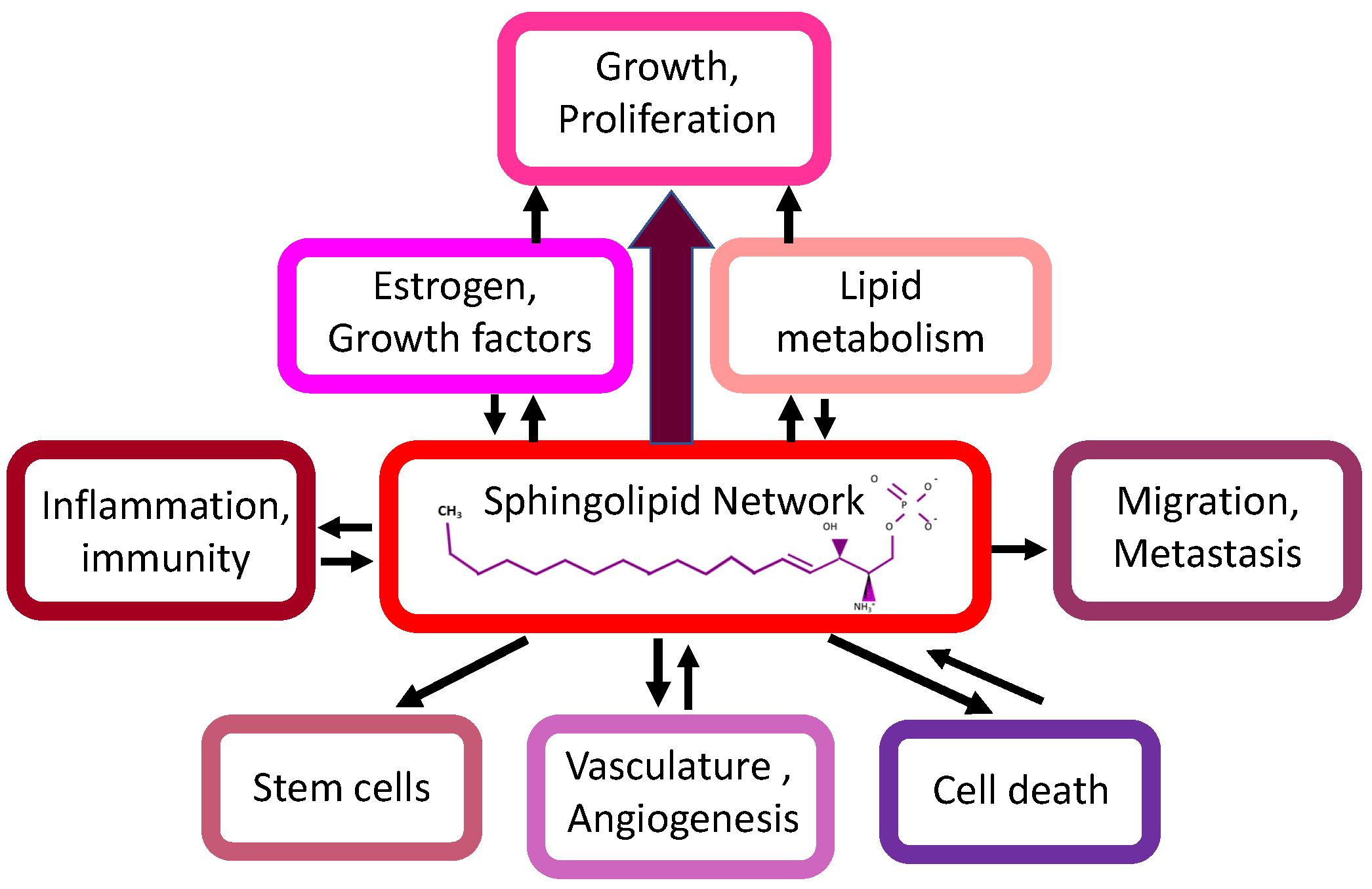 Ijms Free Full Text Expansion Of Sphingosine Kinase And Sphingosine