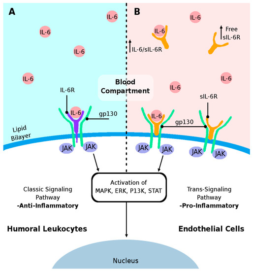 IJMS | Free Full-Text | Potential Role of Humoral IL-6 Cytokine in ...