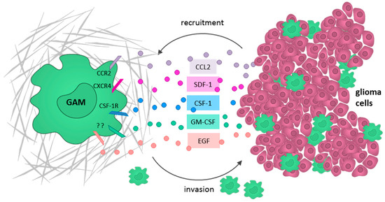 When Immune Cells Turn Bad—Tumor-Associated Microglia/Macrophages in Glioma