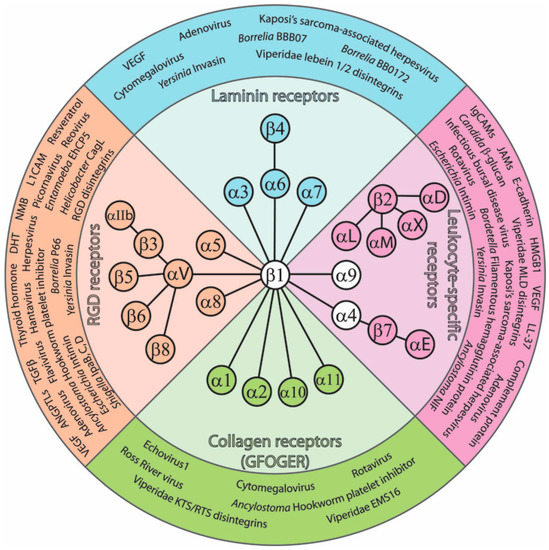Beyond the Matrix: The Many Non-ECM Ligands for Integrins
