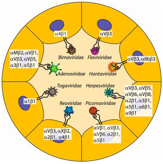 Beyond the Matrix: The Many Non-ECM Ligands for Integrins