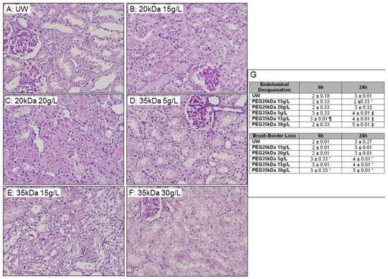 The Optimal PEG for Kidney Preservation: A Preclinical Porcine Study