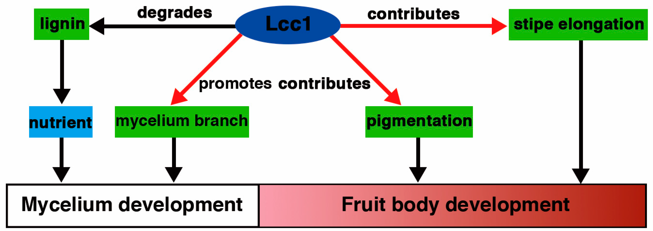 IJMS | Free Full-Text | Importance of a Laccase Gene (Lcc1) in the ...