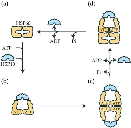 Physicochemical Properties of the Mammalian Molecular Chaperone HSP60