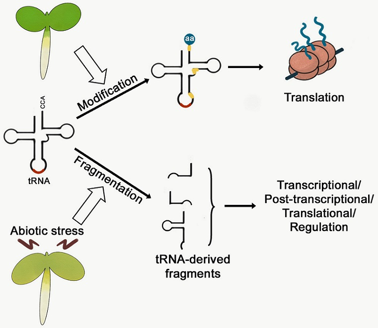 IJMS | Free Full-Text | Fine-Tuning of Gene Expression by tRNA-Derived ...