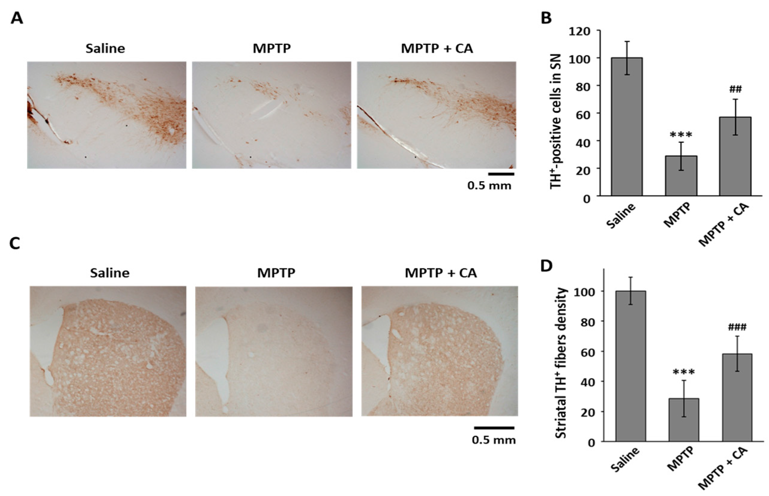 The Neuroprotective Effects of Cinnamic Aldehyde in an MPTP Mouse Model ...