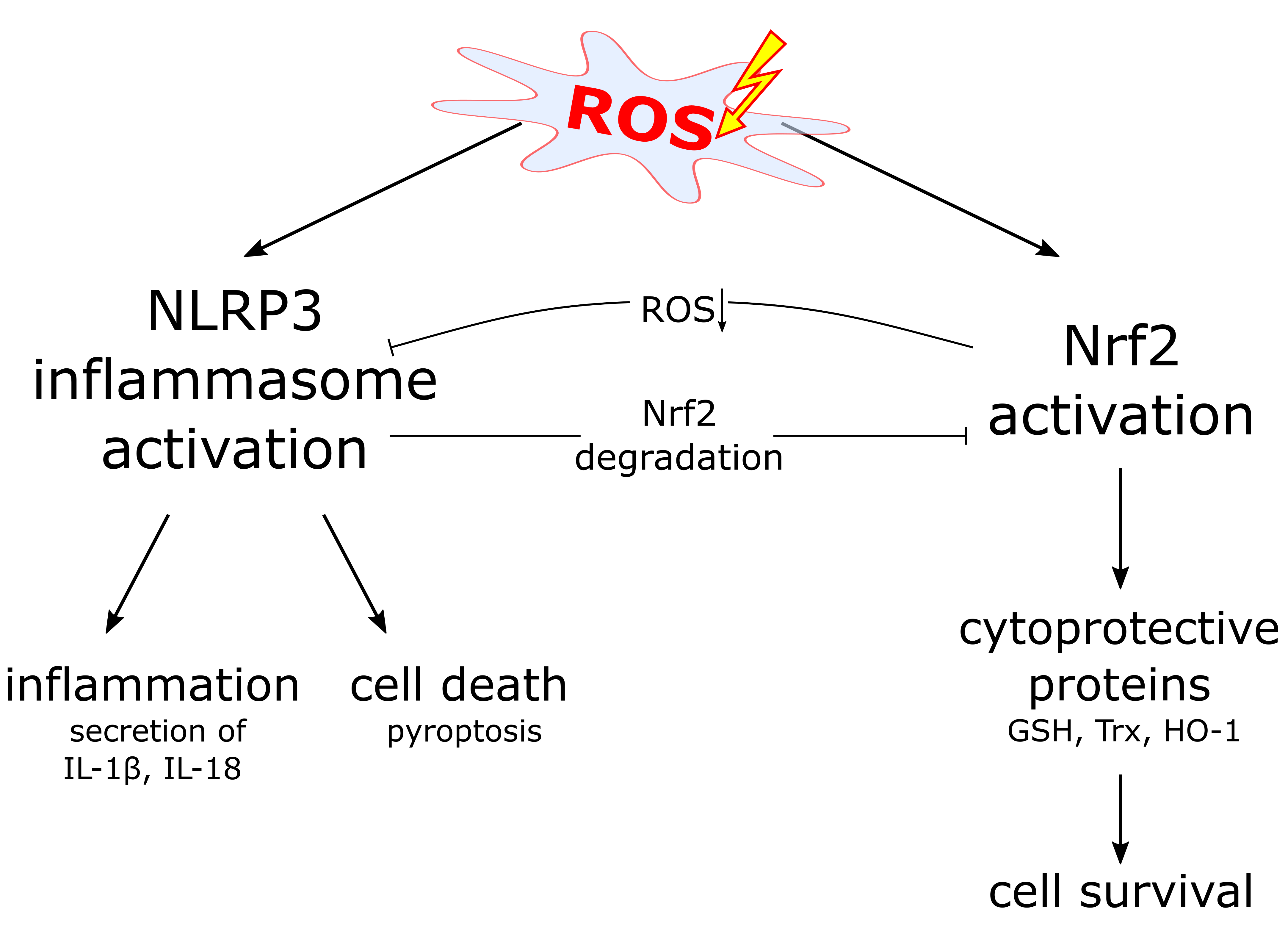 IJMS | Free Full-Text | The Crosstalk between Nrf2 and Inflammasomes