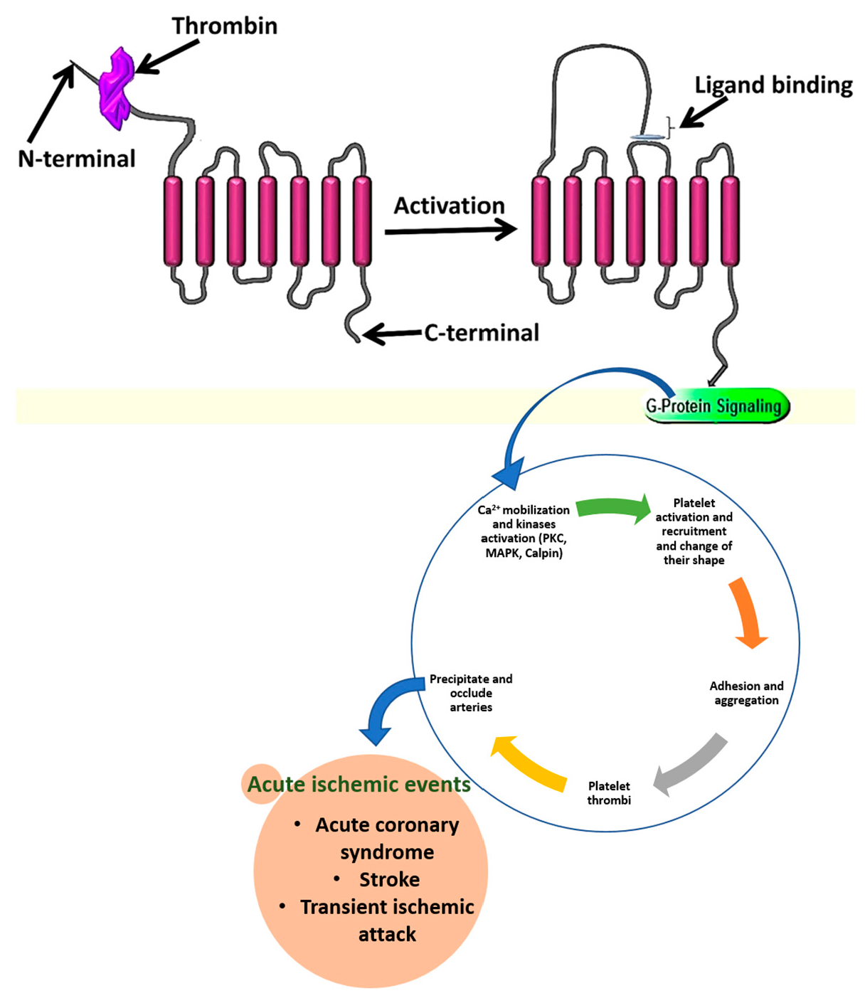 IJMS | Free Full-Text | Protease-Activated Receptor 4 (PAR4): A ...