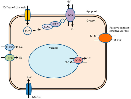 Mechanisms of Sodium Transport in Plants—Progresses and Challenges