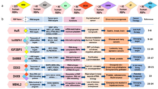 IJMS | Free Full-Text | Messenger RNA Life-Cycle in Cancer Cells ...