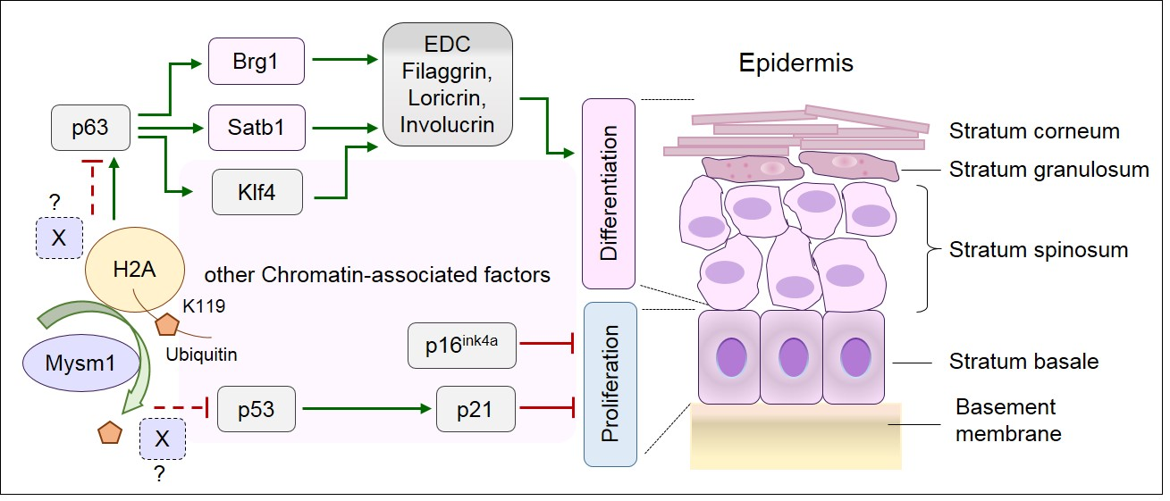 IJMS | Special Issue : Molecular Research of Epidermal Stem Cells 2017