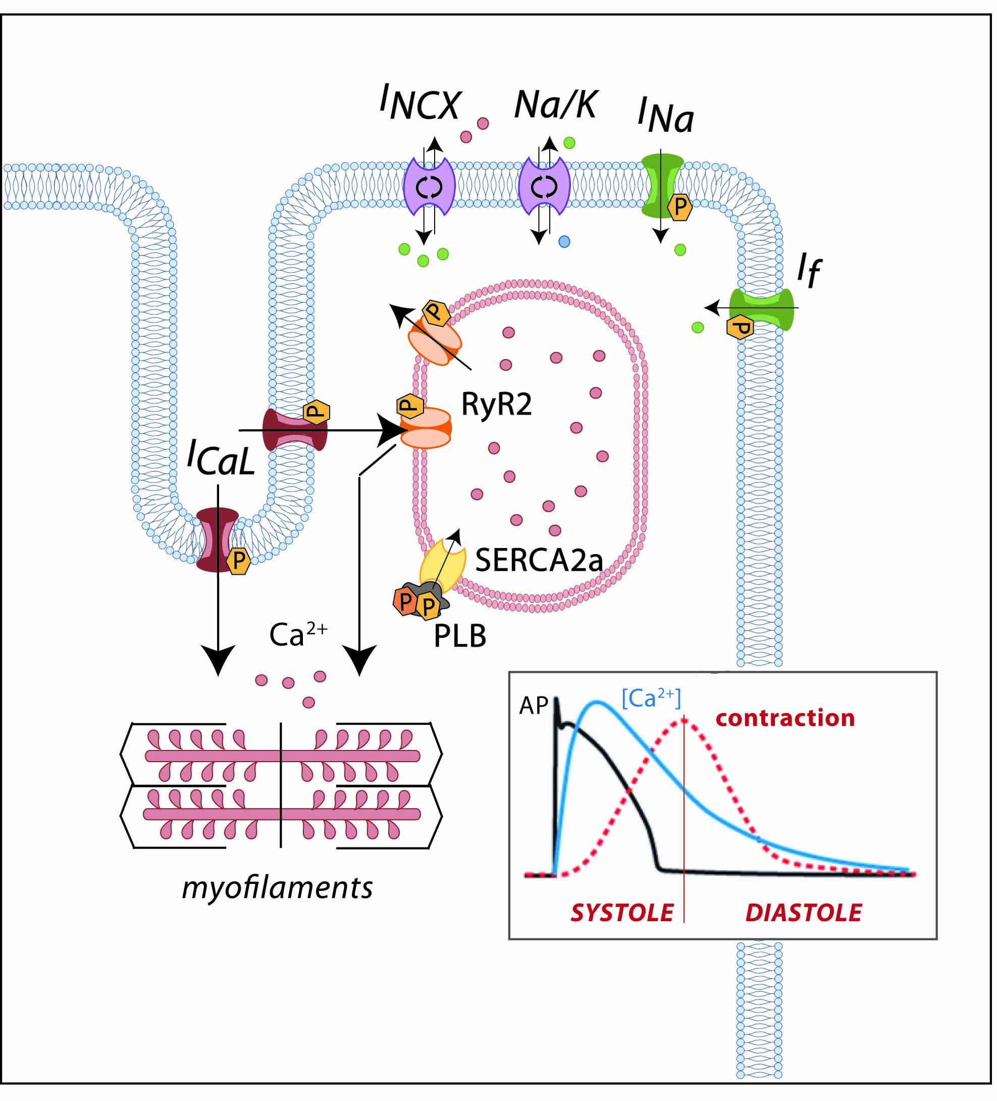 IJMS | Free Full-Text | Ion Channel Disorders and Sudden Cardiac Death