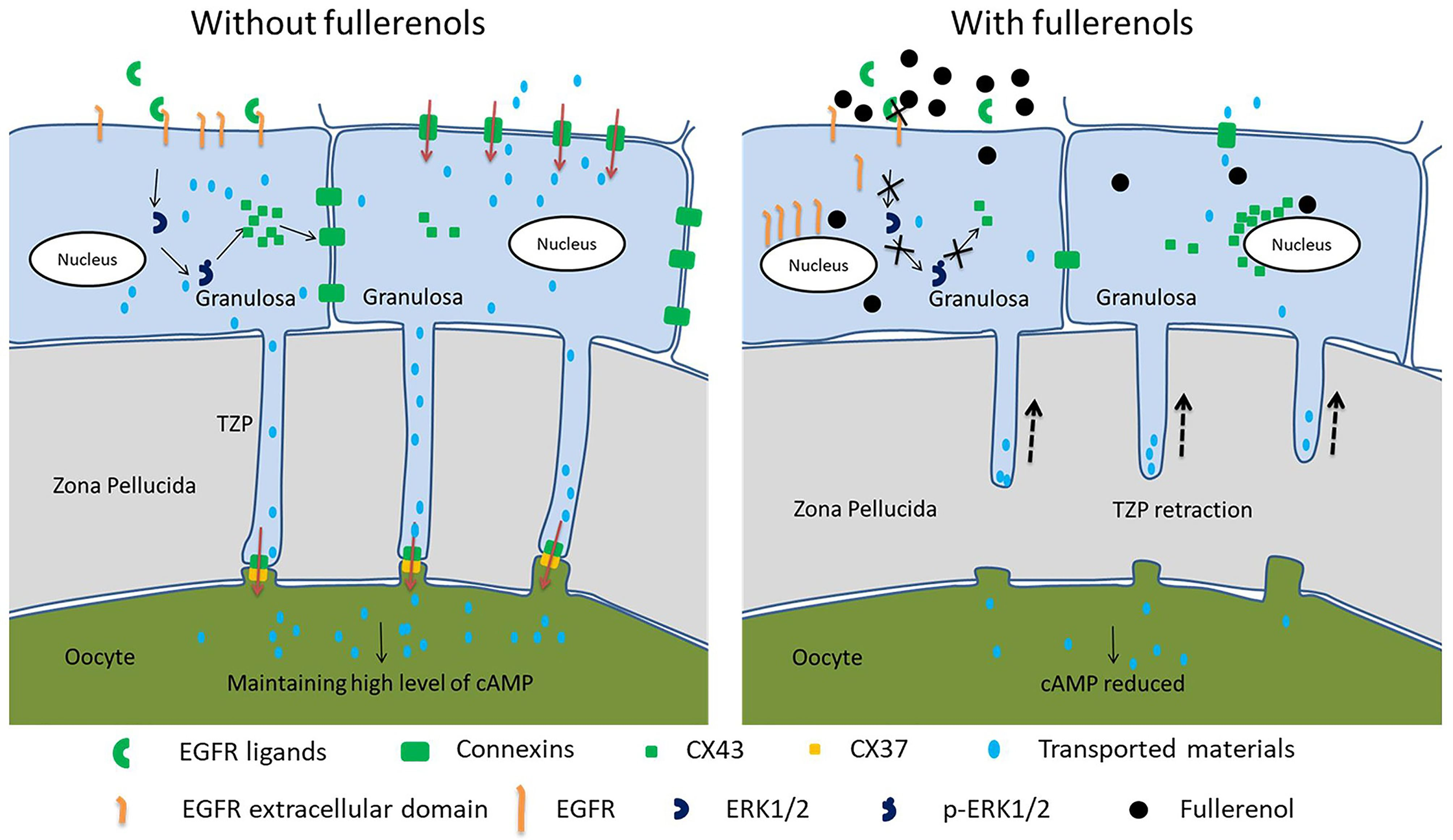 IJMS | Free Full-Text | Effects of Fullerenol Nanoparticles on Rat ...