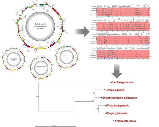 IJMS | Free Full-Text | Complete Chloroplast Genome Sequences of Four ...