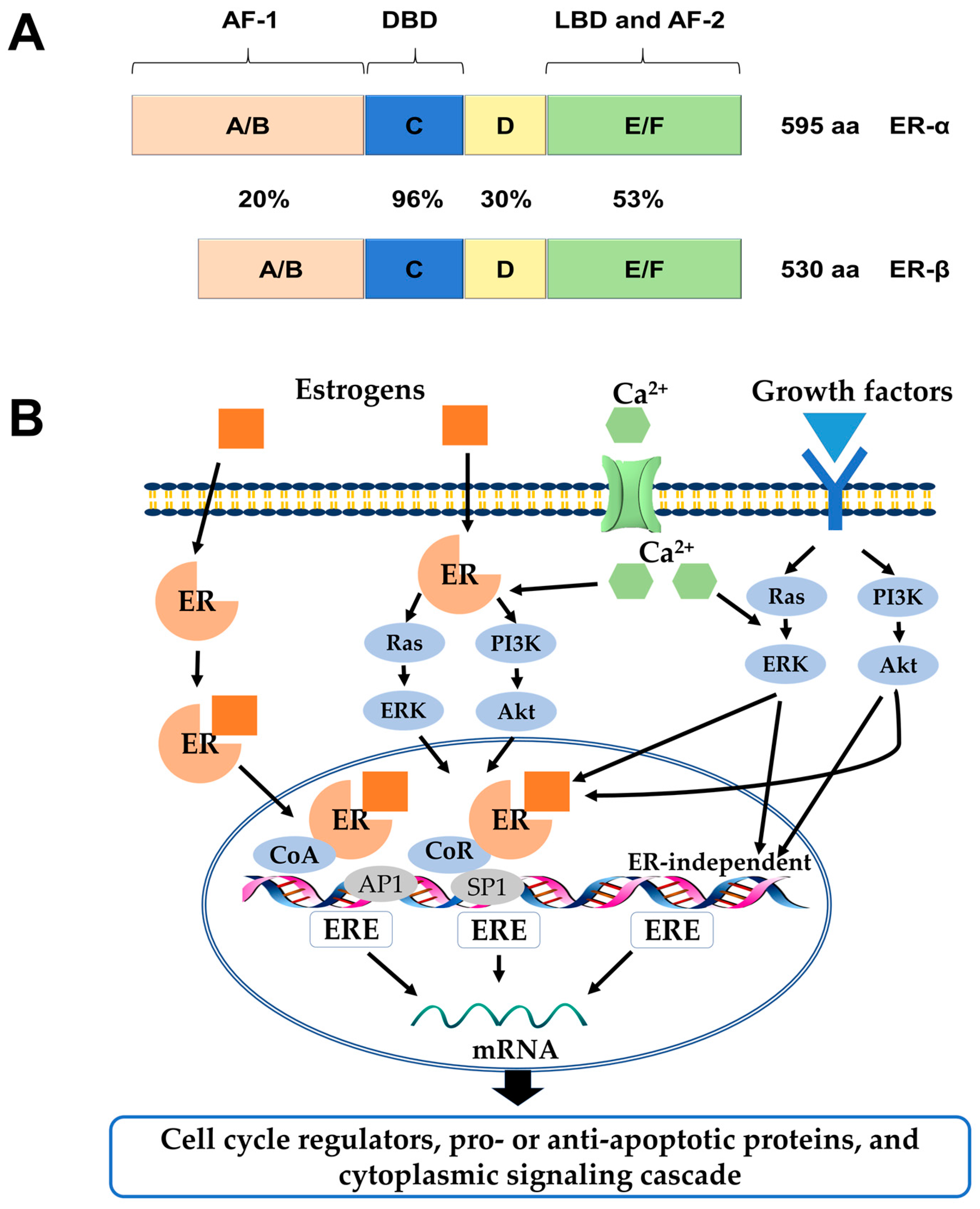 Estrogen Receptor Pathway