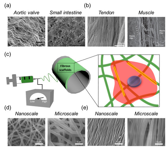 Ijms Free Full Text Electrospun Fibrous Scaffolds For Tissue