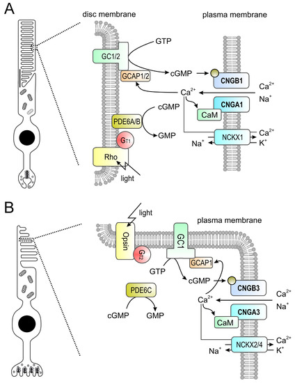 Retinal Cyclic Nucleotide-Gated Channels: From Pathophysiology to Therapy