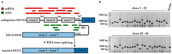 RNA Trans-Splicing Modulation via Antisense Molecule Interference