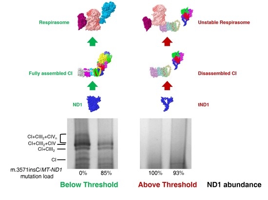 IJMS | Free Full-Text | Unravelling the Effects of the Mutation m.3571insC/MT-ND1 on Respiratory ...