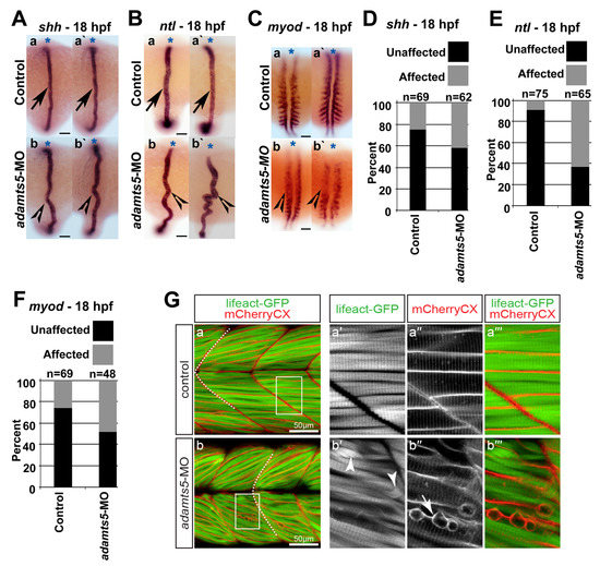 The ADAMTS5 Metzincin Regulates Zebrafish Somite Differentiation