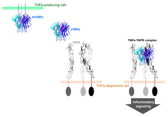 Structural Biology of the TNFα Antagonists Used in the Treatment of ...