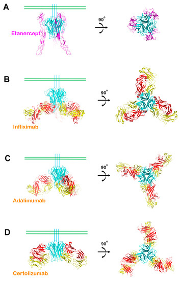 Structural Biology of the TNFα Antagonists Used in the Treatment of ...