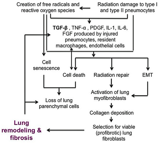 The Role of the Mammalian Target of Rapamycin (mTOR) in Pulmonary Fibrosis