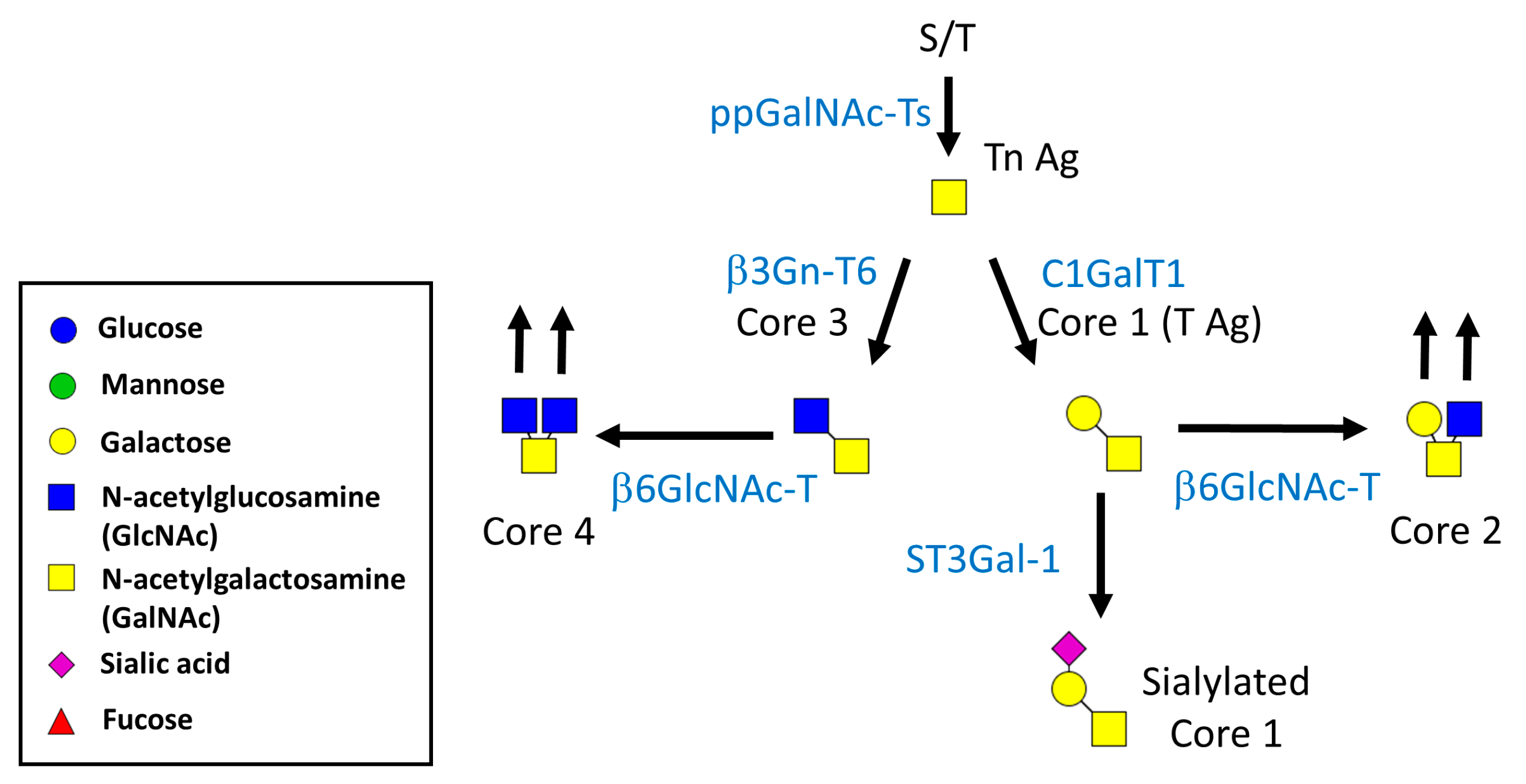 Ijms Free Full Text The Modulatory Roles Of N Glycans In T Cell