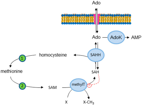 The Inside Story of Adenosine