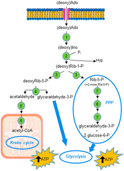 The Inside Story of Adenosine