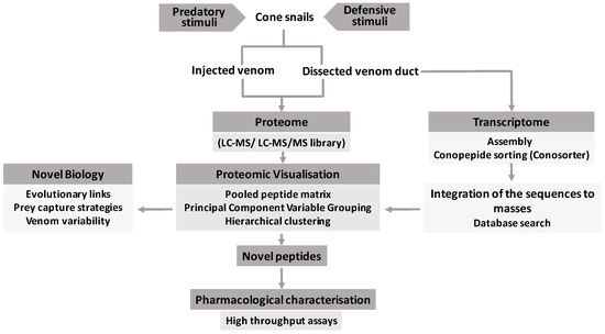 Venomics-Accelerated Cone Snail Venom Peptide Discovery