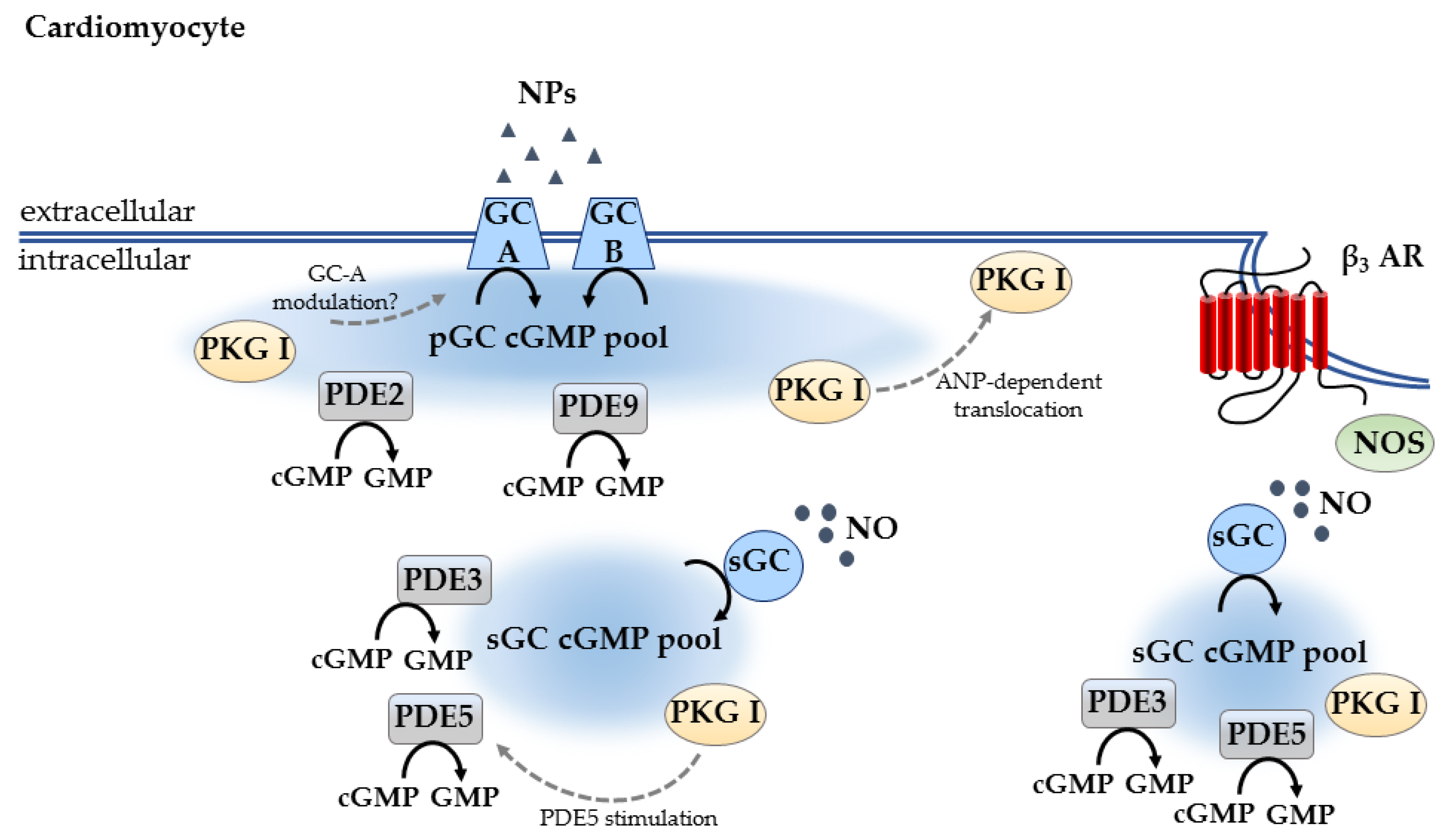 Cyclic Gmp Pathway Cyclic Gmp Pathway