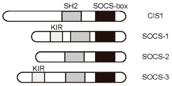 Regulation of T-Cell Signaling by Post-Translational Modifications in ...