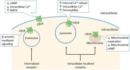 Cannabinoid Receptors and the Endocannabinoid System: Signaling and ...