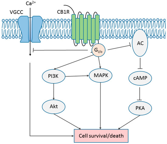 Cannabinoid Receptors and the Endocannabinoid System: Signaling and ...