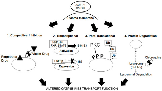 Regulation of Organic Anion Transporting Polypeptides (OATP) 1B1- and ...