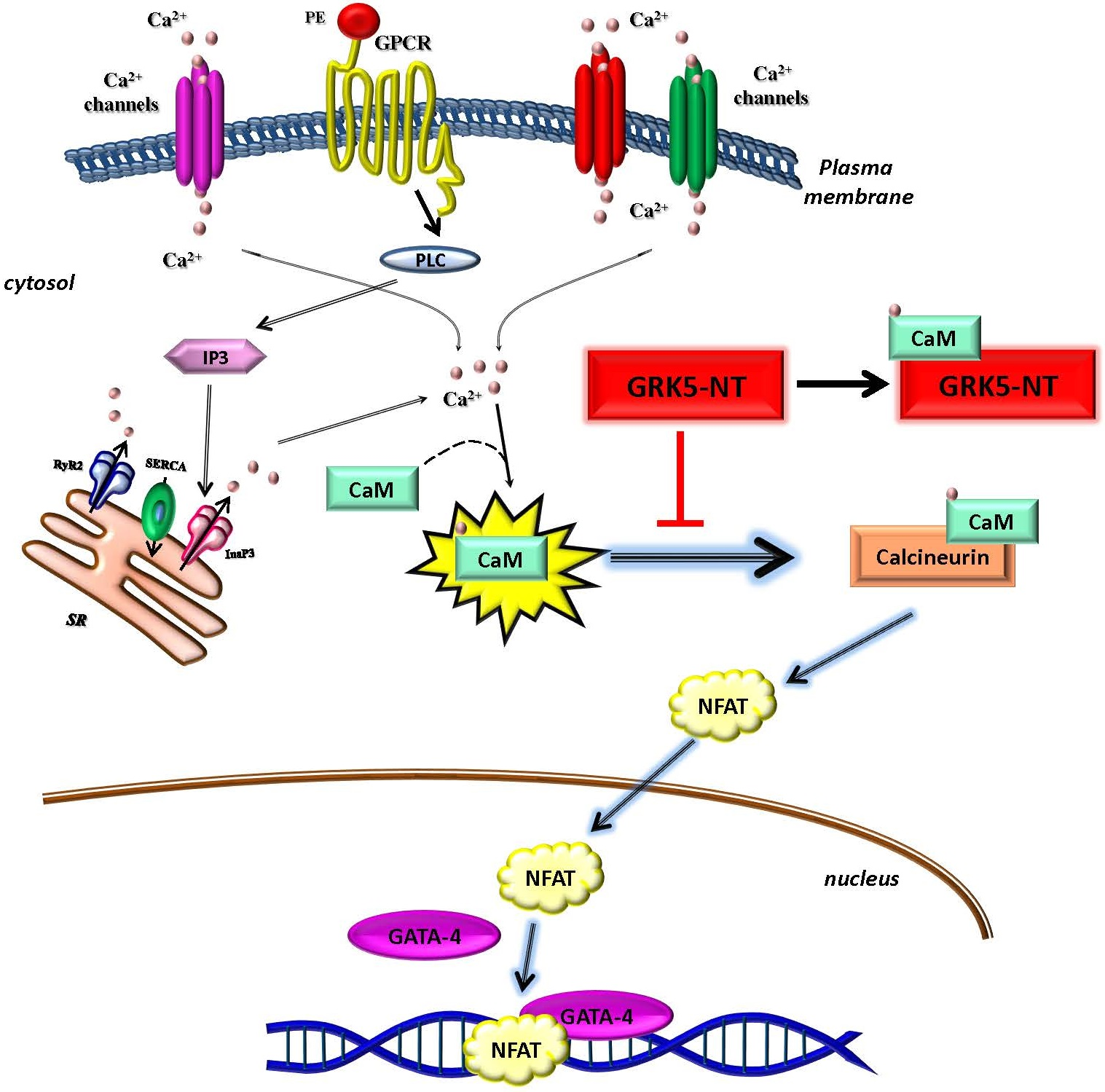 IJMS | Free Full-Text | The Amino-Terminal Domain of GRK5 Inhibits ...