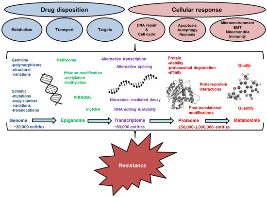 IJMS | Special Issue : Purinergic Signalling in Cancer and Inflammation