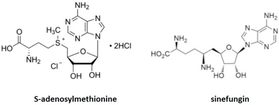 Amino Acid Metabolism and Transport Mechanisms as Potential Antifungal ...