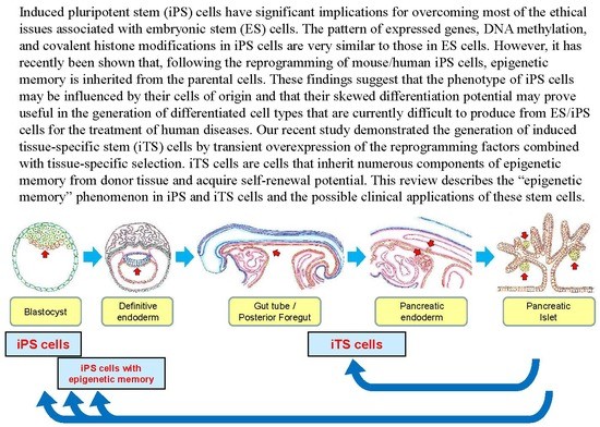 IJMS | Free Full-Text | Induced Tissue-Specific Stem Cells and ...